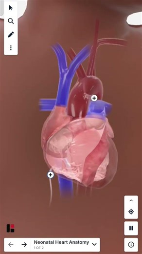 human heart in 3D model