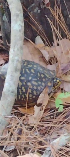 eastern box turtle second one seen on my property this one has yellow marks the other orange