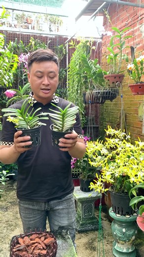 Cách ghép chậu dòng lan này chưa bao giờ dễ đến thế | Hoa Lan Bốn Mùa