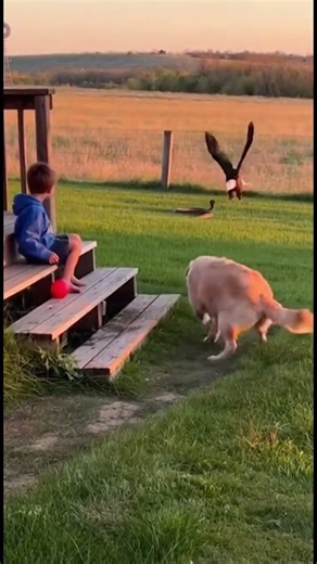 Terrifying Snake Attack Stopped by Eagle — Raw Mobile Video