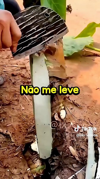 #redit #fofura #historiasdetiktok