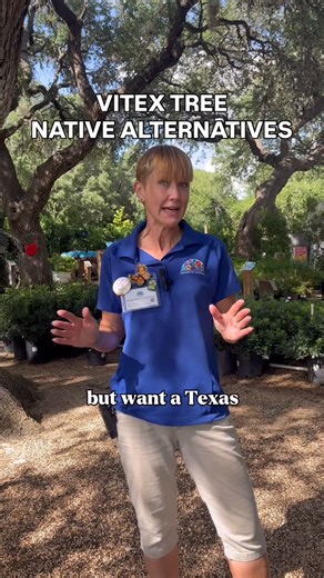 Rainbow Gardens on Instagram: "Looking for Vitex tree alternatives for your Texas landscape? 🌳 Try these stunning Texas native trees instead: 🌸 Mexican Plum – spring-blooming beauty with peeling bark 🌱 Mexican Buckeye – drought-tolerant and pollinator-friendly 🌼 Texas Kidneywood – fragrant flowers that attract bees and butterflies These low-maintenance trees are perfect for water-wise gardening and native plant landscaping in Texas! 💧🦋"