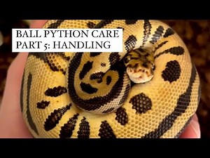 BALL PYTHON CARE PART 5: HANDLING