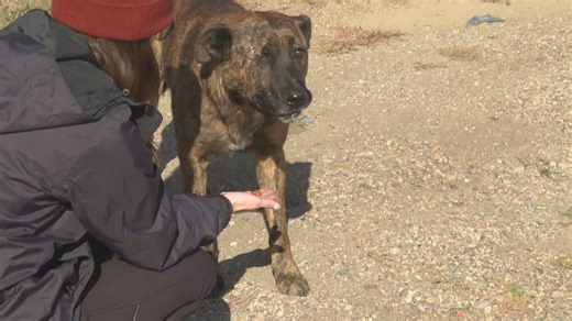 Stray dogs were terrorizing people. Now, volunteers on northern reserves are finding them homes