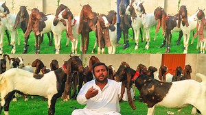 1.1K views · 94 reactions | Kamori pateri bakriyan Sone wale Badi bakriyan goat farming in Pakistan کموری پٹیری بکریاں سونی والی بڑی بکریاں رابطا نمبر /03167478083/03487174265/قیمت 40000 | Muhammad Sajawal Goat Farm | Facebook