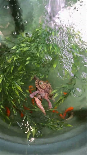 Mississippi Map 🐢 #turtle #turtlewatching #turtlehabitat #aquarium #turtleclub #koi #aquaticpets