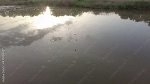 Mother duck and ducklings swim together in the lake in the park. A family of wild ducks swims in a row on the lake.