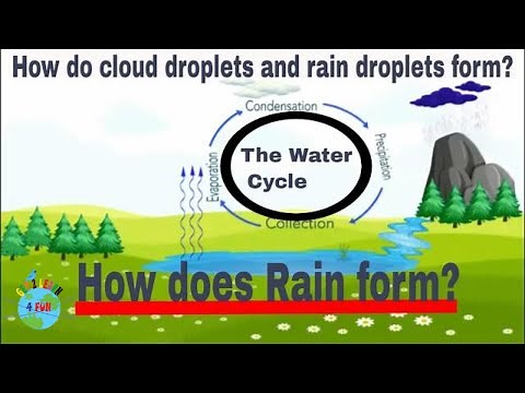 How does Rain form? The Water Cycle | How is rain formed?