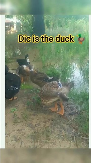 the image shows several indian Runner ducks a breed || known forits upright posture and running gait