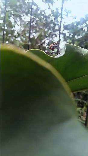 The Secret Life of Stick Bugs: Incredible Camouflage