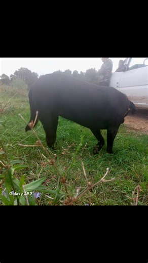 Mes chiens sont bien élevés et amicaux avec tout le monde, et ils m'adorent. #france #followforfollowback #españa #maroc #algerie #portogallo #algerie | Frank Domino