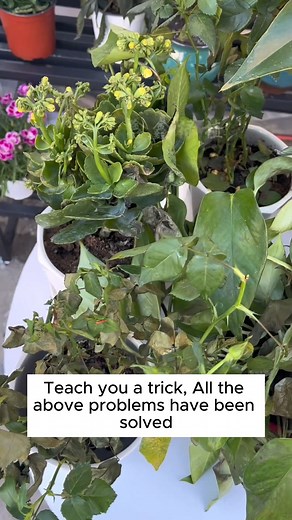 Take care of plants properly #gardeninggoals #gardeningistherapy #gardeningtips #gardeninglife #gardening_love #gardeninguk #gardening101 #gardeningtools #gardeningislife #gardeningtherapy #gardeningknowhow #gardeningseason #gardeningismytherapy #gardeningmakesmehappy #gardeningaustraliamag #gardeningday #gardeningideas #gardeningphoto | Gardening Hacks