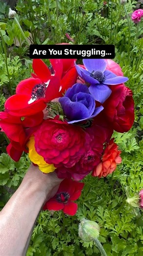 Gena Murray-Garden inspiration & pollinator love on Instagram: "I love @edenbrothers choices of ranunculus and anemone! Here is a special coupon code for 15% off GIGIFLOWER15. This code will expire 1/26 Monday by 9 am. These are beautiful cool-season flowers, so warmer zones (8+) can plant them in fall. Zone 7? You can plant in fall too, but you may need frost protection, or you can wait and plant in early spring. If you’re in a similar zone as me (6b), we’ll be starting this process soon, 10–12