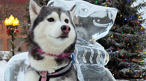 8.8K views · 988 reactions | And of course, Ice Princess Kira gets her own day at the Ice Festival as well! This dog is our Ice Princess, so it's only fitting she gets to go too! | Snow Dogs Vlogs | Facebook