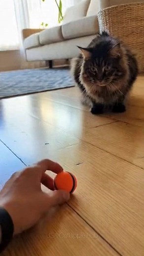 1.4K views · 18 reactions | #CatRippleHub #PlayfulCat #CuteCatReels #CatsOfUSA #ViralPetVideo | USA CatRipple Hub | Facebook
