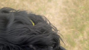 Collected Louie this morning. He was very pleased to see me and he's now settling back in at BRX HQ. And I *think* we might be a step closer to understanding exactly what triggers a bite from Louis as Vivien (who incredibly kindly returned him with a generous donation) was able to walk me through exactly what happened - always easier in person than over WhatsApp. The difference between the approaches he seems to enjoy (eg a tummy rub and a tickle behind the ear) lies in the proximity and directi