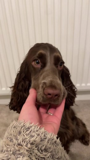 Adorable Chocolate Roan Show Cocker Spaniel Puppy Compilation