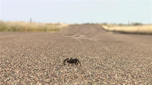 Tarantulas looking for love are getting squished crossing the road. Researchers have a way to help them out. | 9NEWS (KUSA)