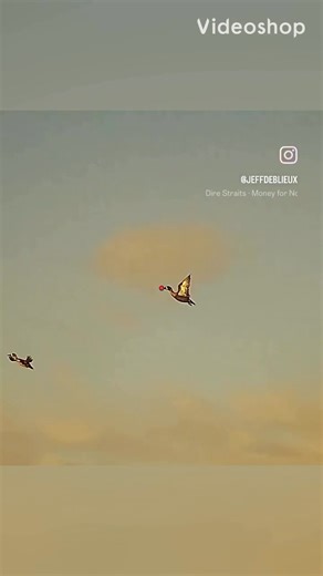 Blue Wings!! @bossshotshells @Shotkam #followthereddot #bluewings #teal #ducks