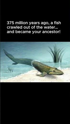 Tiktaalik – The Fish That First Walked on Land 🐟➡️🦎#tiktaalik #evolution #lifeonland