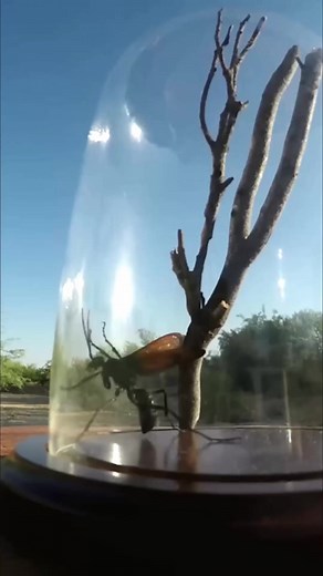 3.1K views · 55 reactions | Tarantula Hawk | The Tarantula Hunter #fyp #insects #facts #knowledge #documentary | Nature Lens | Facebook