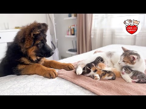 Un chiot berger allemand rencontre une maman chat avec des chatons nouveau-nés pour la première fois