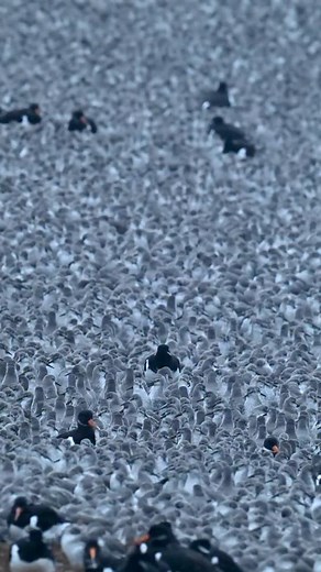 121K views · 7.4K reactions | Why do I love birds so much  Enjoy...