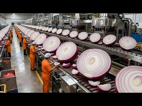 Inside The Modern onion factory| From farm to Fully mature and packing ( full process )
