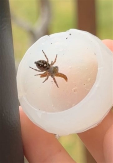 Taming a Baby Spider: Tips for Newbies