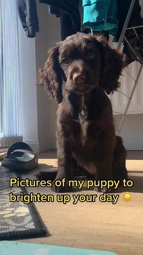 Adorable Chocolate Cocker Spaniel Puppy Pictures