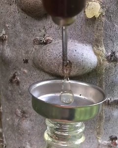 534K views · 1.2K reactions | Getting tree medicine from the subalpine fir | MetDaan DIY | Facebook