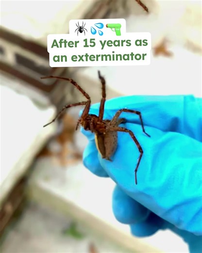 Get rid of pests without breaking the bank! 💸 BugMD provides an easy, family-friendly solution. No harsh chemicals and affordable prices. Click to learn more! | Dads Vs. Bugs