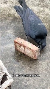 烏鴉是好鳥還是害鳥，為什麼，人們認為他不吉祥