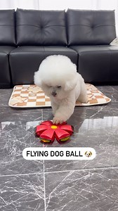Flying Dog Ball arrived 🐶 | Dogs Pets Puppies