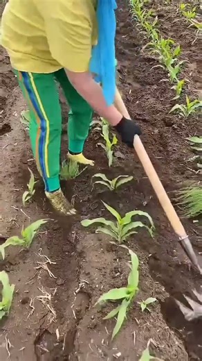 Rural Farmer #countrylife #satisfying #farmlife #agriculture # 100843 #rurallife