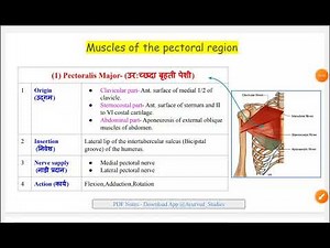 Muscles Of the Pectoral Region - Origin, insertion, Nerve supply, Action - Pectoralis Major / Minor