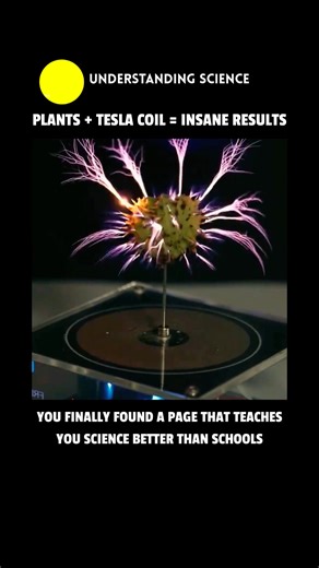 🧪 on Instagram: "This high-voltage experiment employs a Tesla coil generator to analyze the electrical and thermal response of various organic specimens. Upon exposure to high-frequency, high-voltage discharge, all tested materials demonstrated measurable conductivity. The resultant corona discharge—visually characterized by violet plasma arcs in air—generated sufficient thermal energy to ignite combustible organic matter (e.g., dandelion pappus, seed pods). Observations further indicate that m