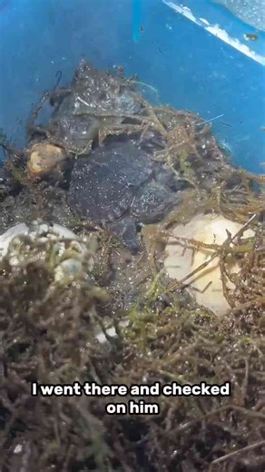 I almost killed a baby snapping turtle