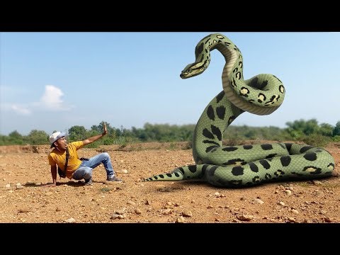 ANACONDA SNAKE IN REAL LIFE !