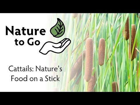 Nature to Go | Cattails: Nature's Food on a Stick – How to Harvest and Eat Cattail Plants