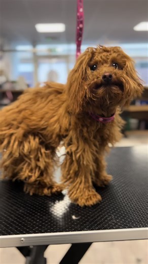 🥁 🥁🫶🐶🐾🎀 Toy poodle Lilly was in need of a good spruce up! ✂️ She had a CA4 body and Scissored legs 🩷 #poodle #toypoodle #dog #smallbusiness #doggrooming