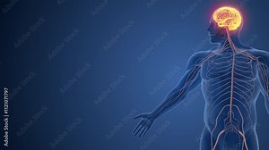 Hand Functions Governed by Somatic Nervous System