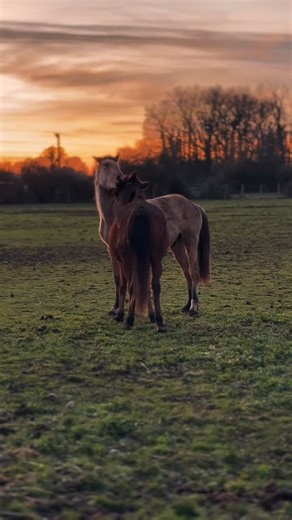 Solëa.CM on Instagram: "Travailler auprès des chevaux, c’est parfois s’arrêter et contempler ces moments ✨ 📍Élevage de La Fontenille"