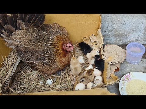 Beautiful broody hen hatching 8 chicks - best hen to hatch eggs