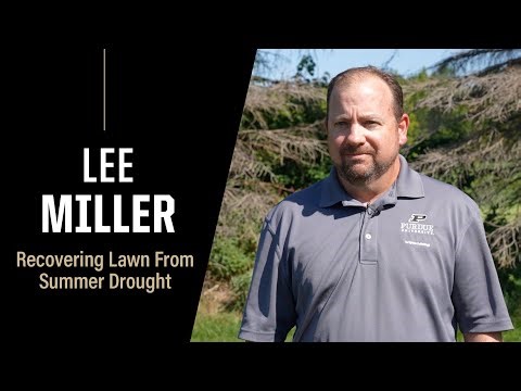 Summer drought: How to help your lawn recover | Purdue Expert