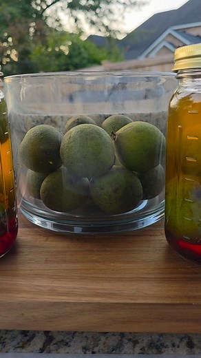 ✨️Black walnuts contain various nutrients and compounds that can benefit health. The hulls are high in tannins — compounds with antibacterial properties! Tannins have antibacterial effects against, for example, Listeria, Salmonella, and E. coli — bacteria that commonly cause foodborne illnesses🤢 A study found that black walnut hull extracts have antioxidant and antibacterial activities, preventing the growth of Staphylococcus aureus, a bacteria that can cause infections🤒 Black walnuts contain 