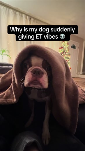 I put a blanket on him for two seconds and now I’m questioning everything. Boston terriers are truly something else. Please confirm I’m not alone in seeing ET here 👀😂 #bostonterrier #dogsoftiktok #funnydog #petsoftiktok #doghumor
