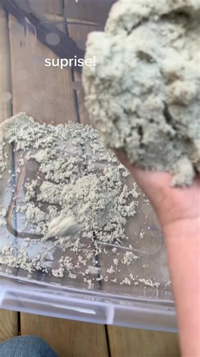 Hermit Crab Adoption and Care Tips for Beginners