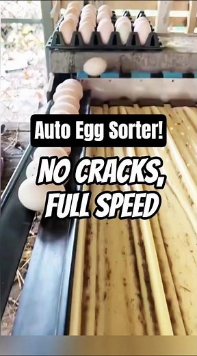 Egg Sorting Like Magic – No Cracks, Just Precision 🥚