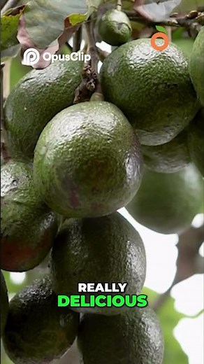 Fantastic Avocado #growingfruit #containergardening #fruittrees #avocadotree